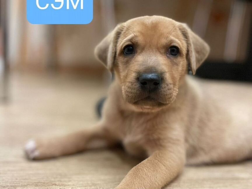 Щенки в добрые руки