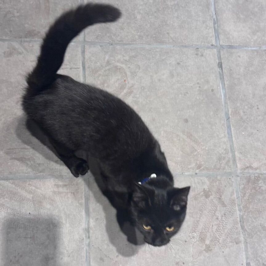 Приблудился котик