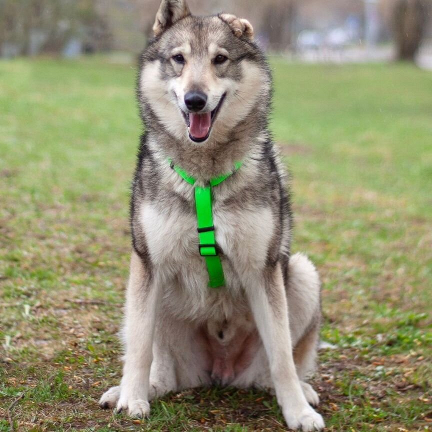 Взрослый пёс из приюта