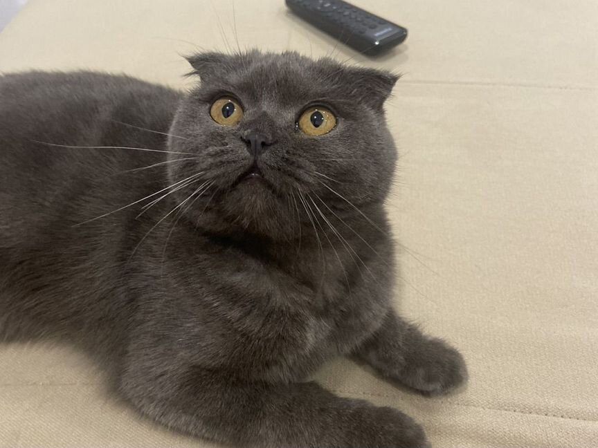 Шотландская вислоухая кошка в добрые руки