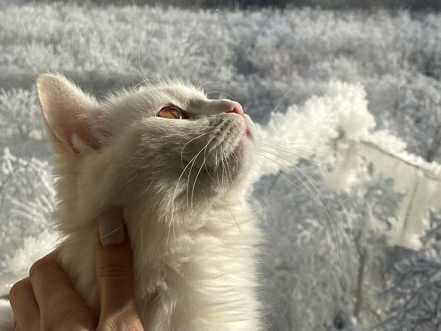 Кошка Буся в добрые руки