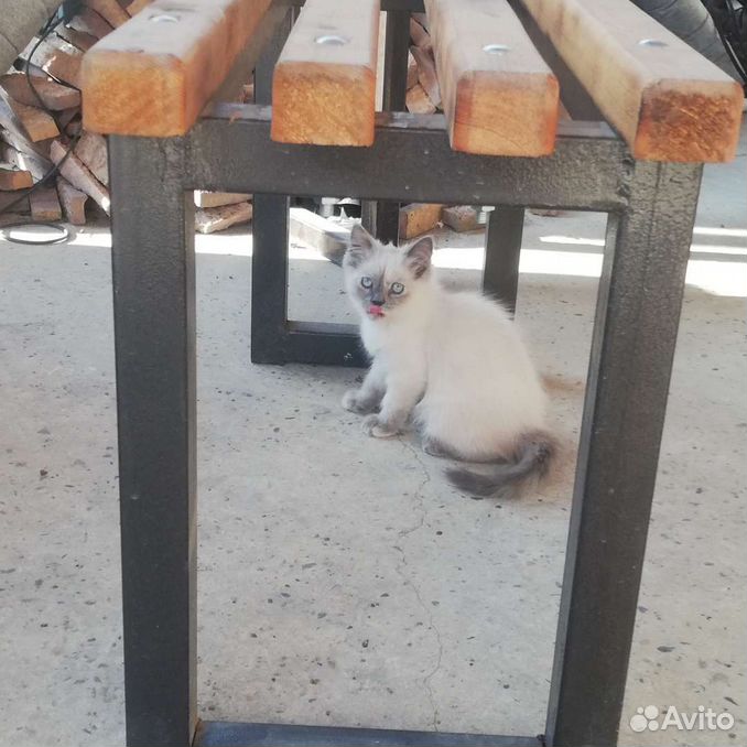 Сиамские котята бесплатно