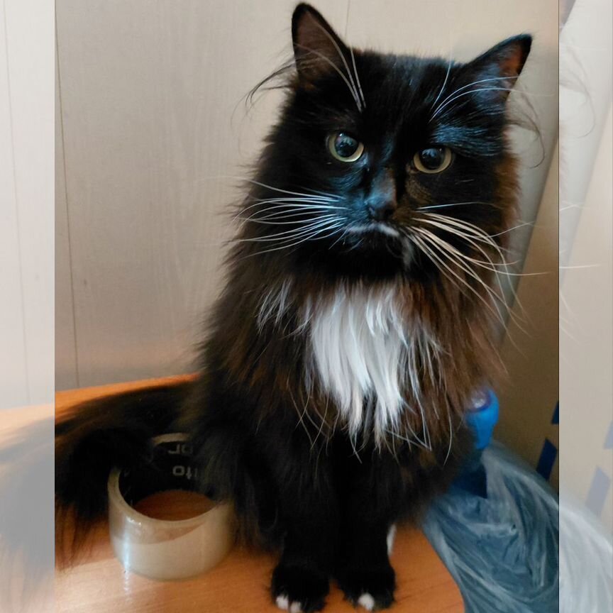 Взрослая, кошка в добрые руки