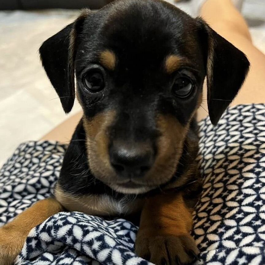 Такса, щенок