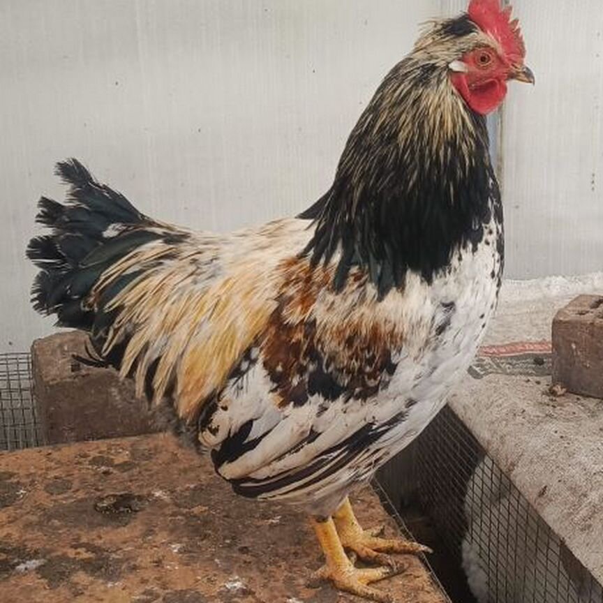 Петушки 6 месяцев