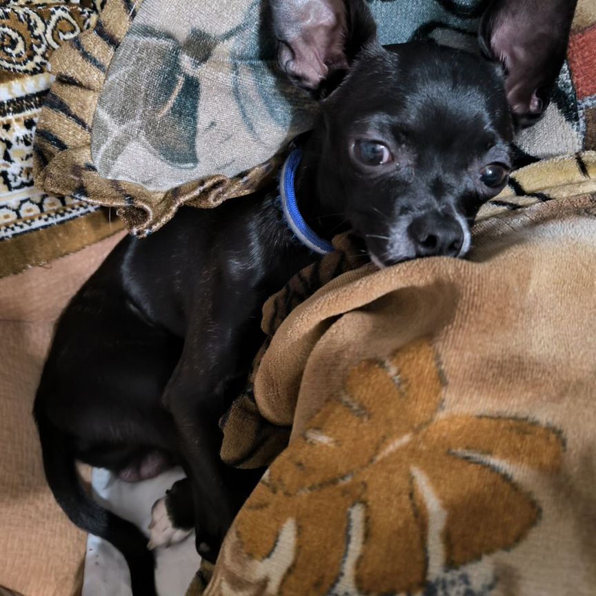 Чихуахуа, щенок