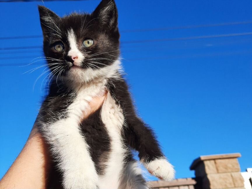 Котята чёрные ищят дом мама серая папа чёрный