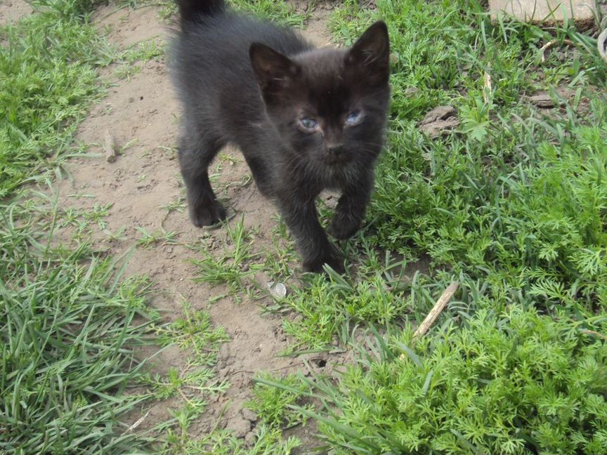 Котята отдам в добрые руки бесплатно