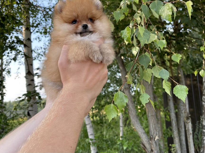 Померанский шпиц мини мимишка