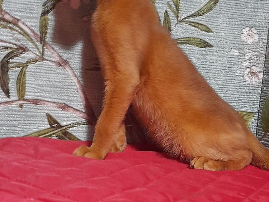 Абиссинские котята с документами