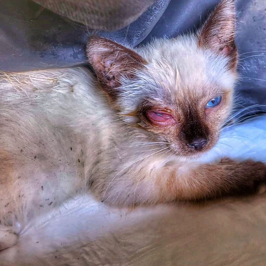 Помогите котёнку