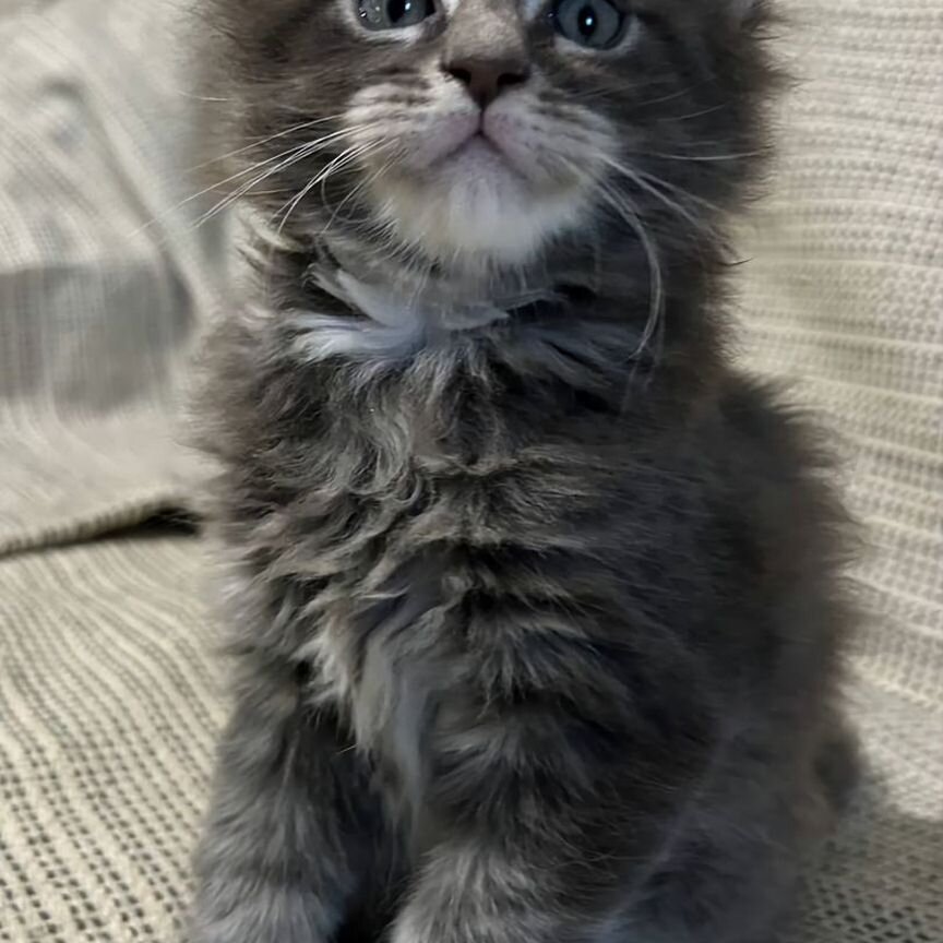 Продаётся котенок породы мейн-кун