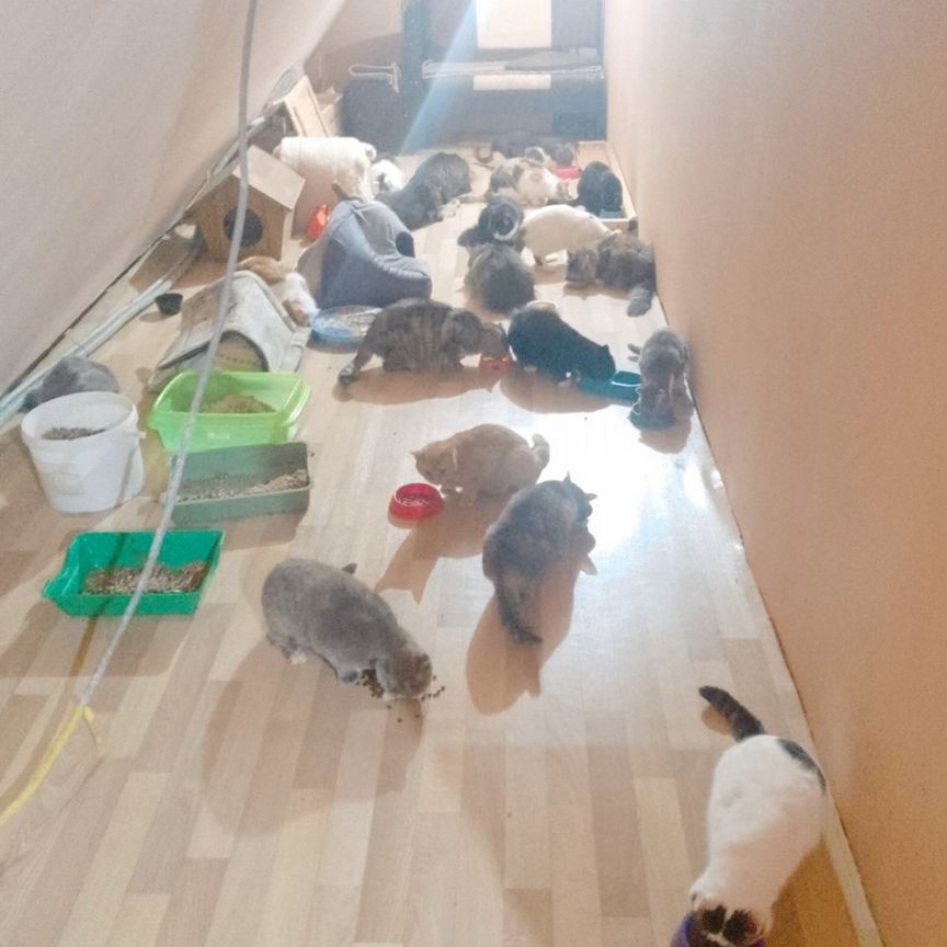 Кошки на любой цвет и характер