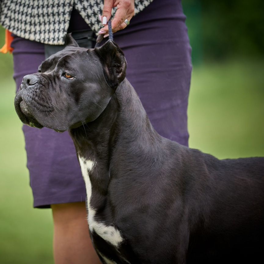 Кане-корсо, щенок