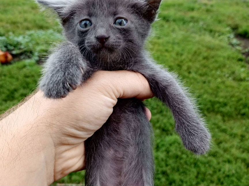 Котенок мальчик серый