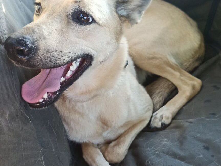 Собака в добрые руки