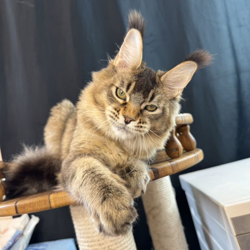 Кошка с широкими кистями, 6 месяцев