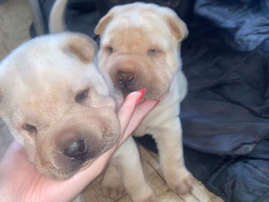 Щенки шарпей