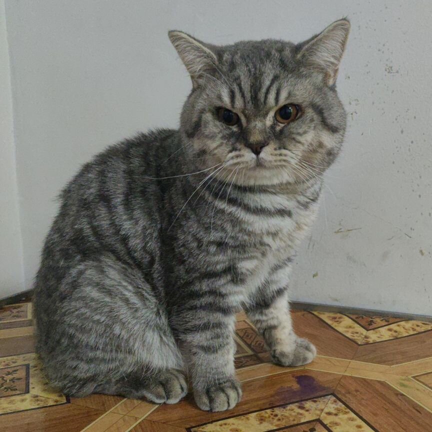 Британский длинношёрстный котёнок