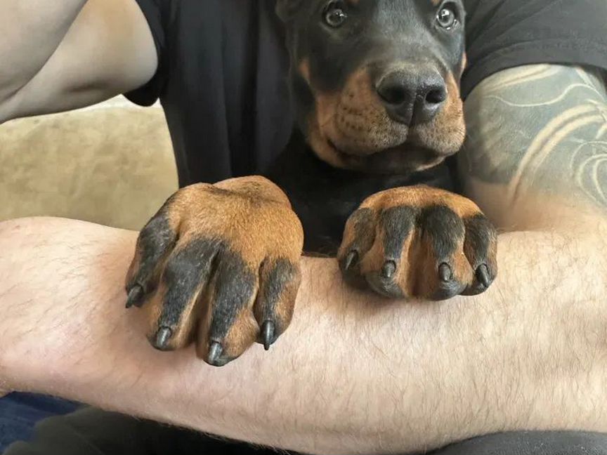 Щенки выставочного класса