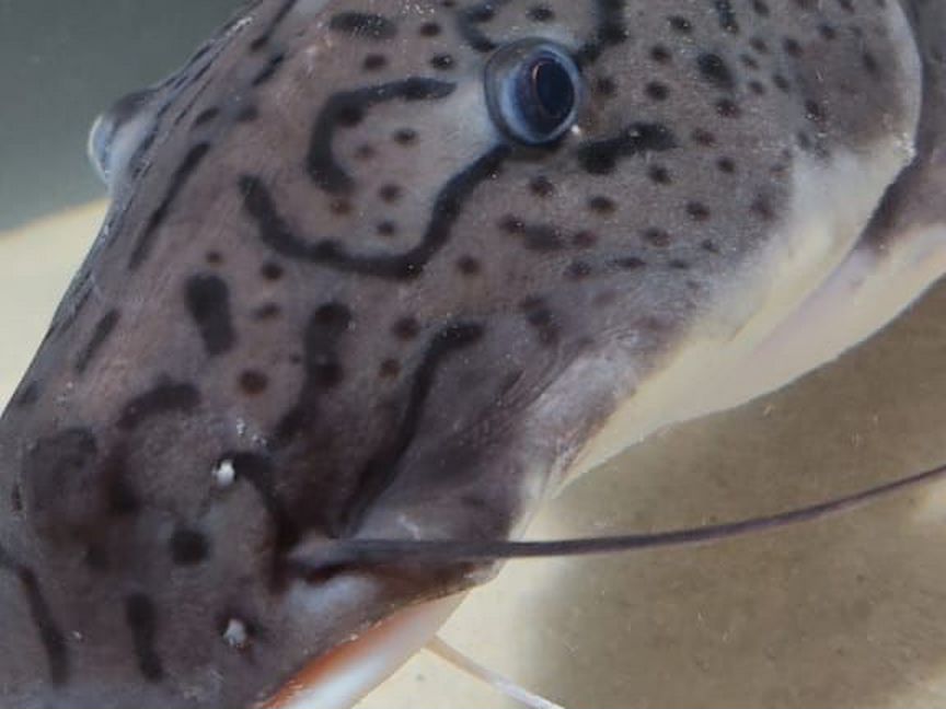 Псевдоплатистома рыба