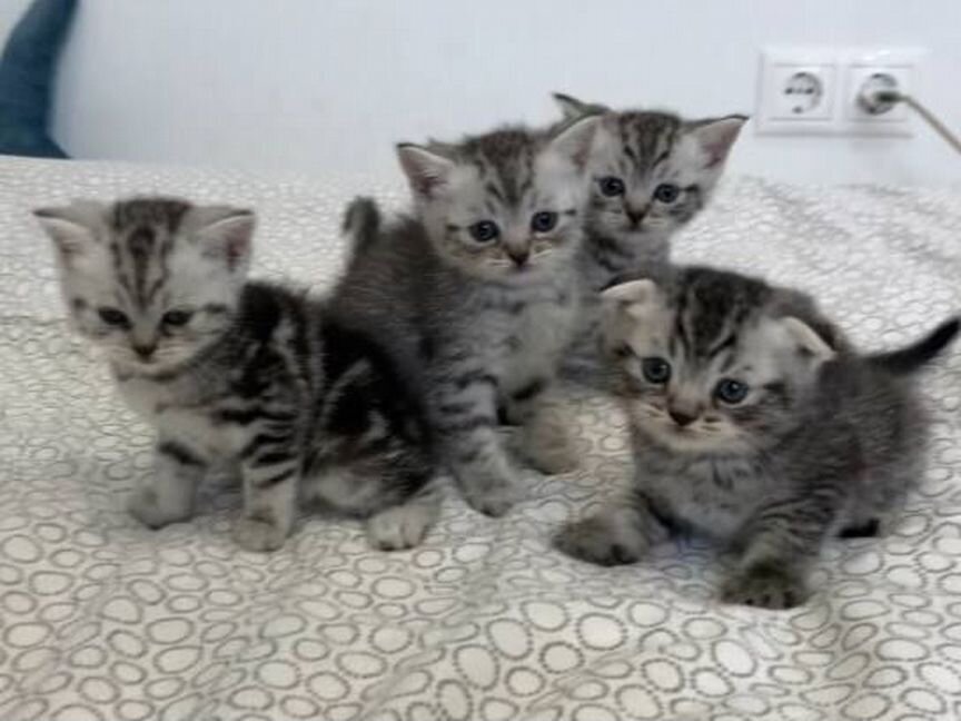 Шотландские вислоухие котята