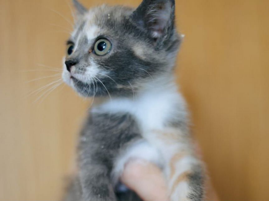 Котенок Лейла в добрые руки