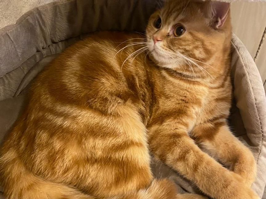 Вязка котик шотланский страйт