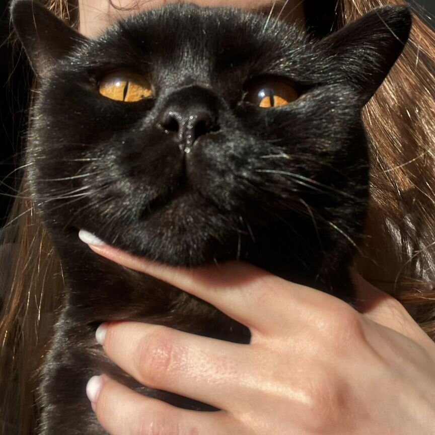 Кот британец