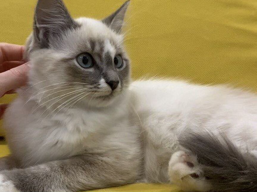 Котенок породистый регдолл 4 мес