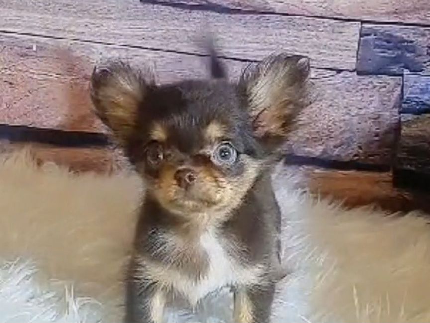 Шикарные шоколадные щеночки