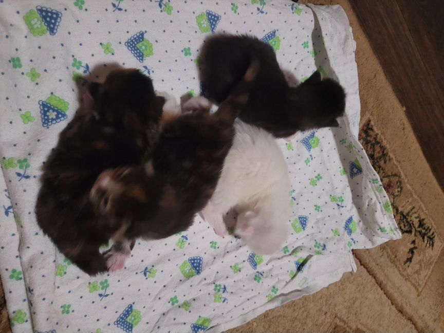 Котята мейн-кун