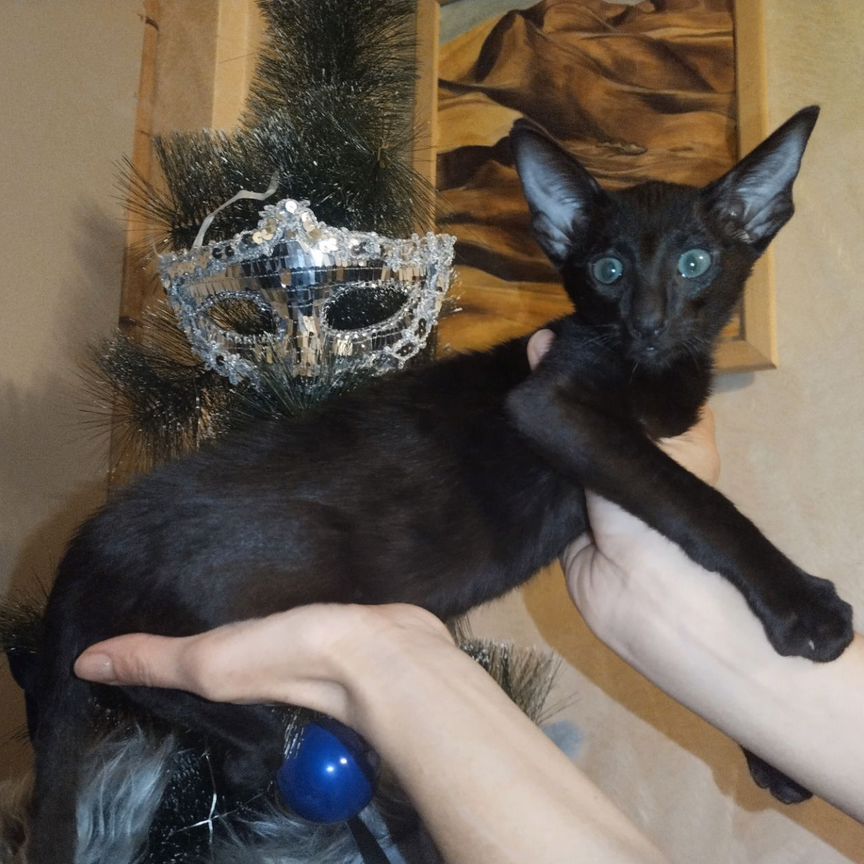 Ориентальный котёнок