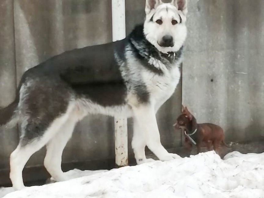 Щенки вео