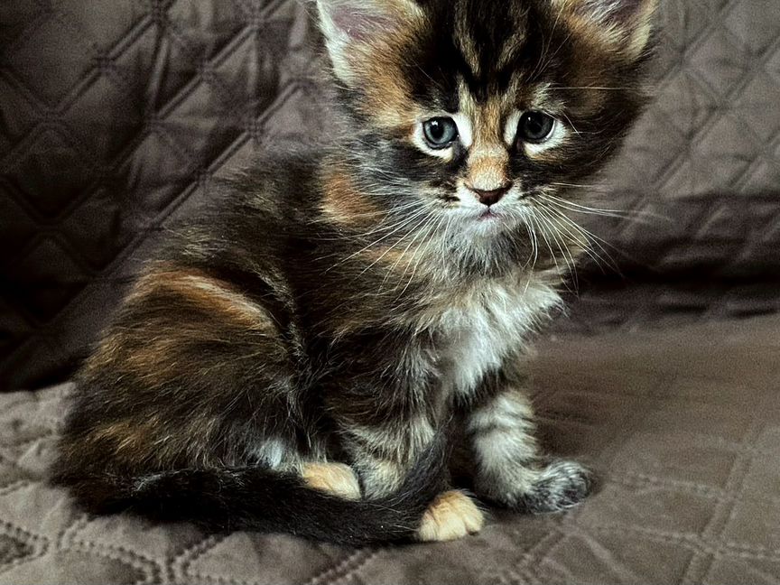 Котята мейн-кун