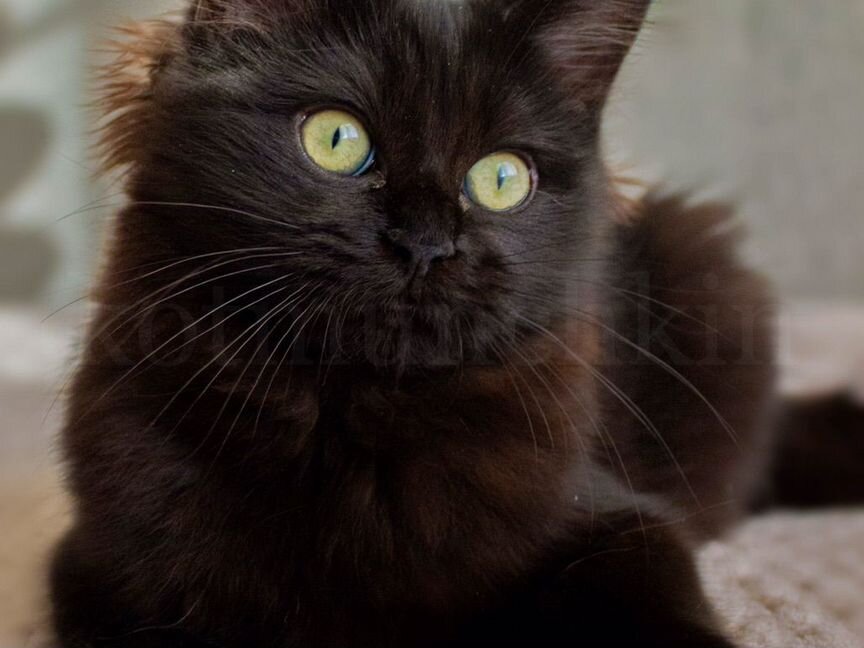 Котята породы манчкин