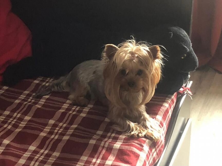 Йоркширский терьер мини