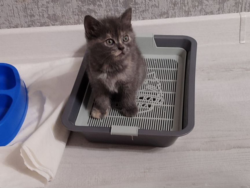 Девочка. 1,5 месяца