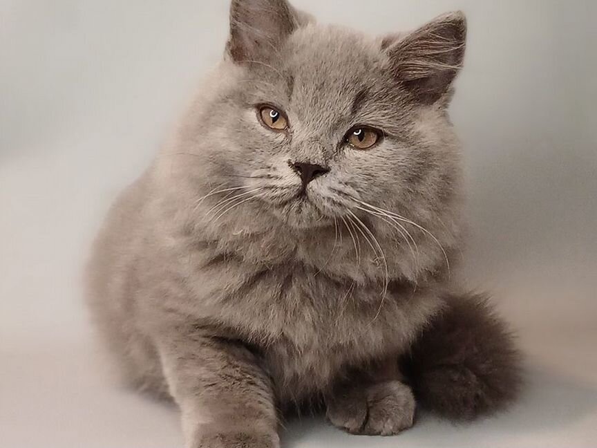 Британский голубой котенок. 3 месяца