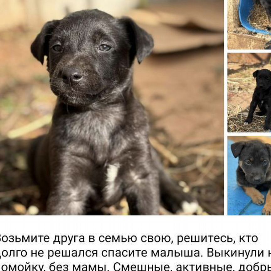 Щенок в добрые руки