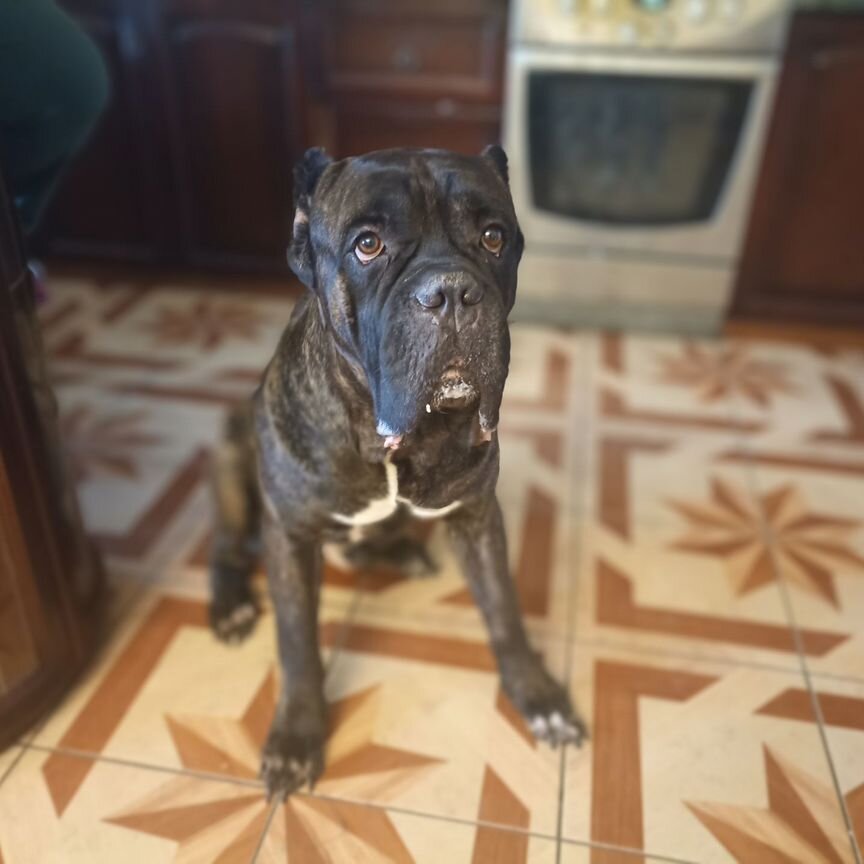 Отдам собаку в хорошие руки