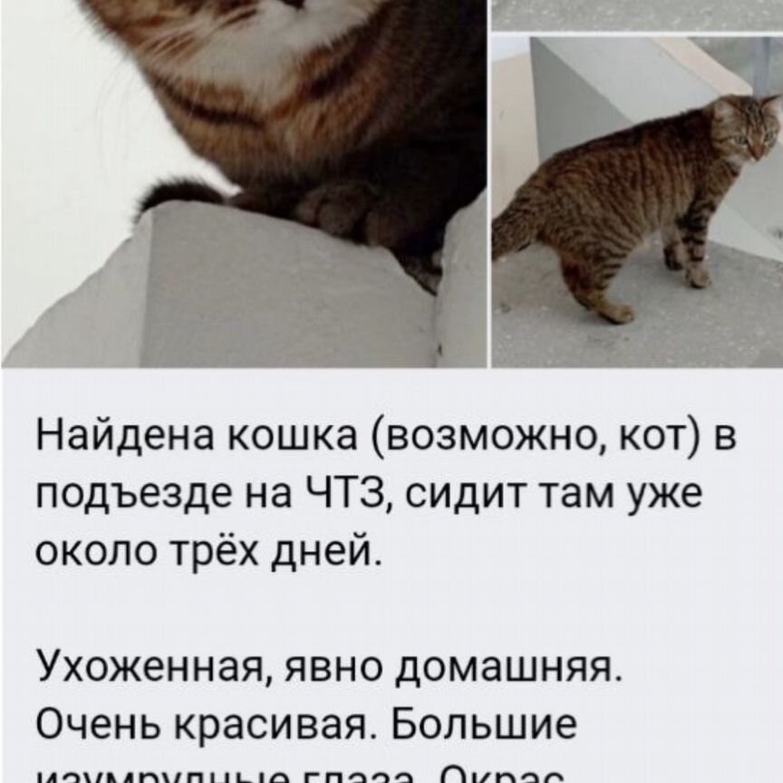 Мохнатый друг ищет хозяев