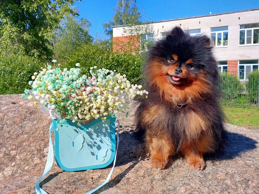 Вязка. Померанский шпиц. Не продажа