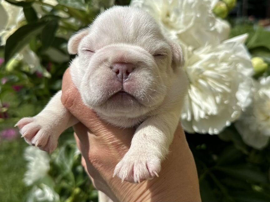 Мальчик в окрасе платинум