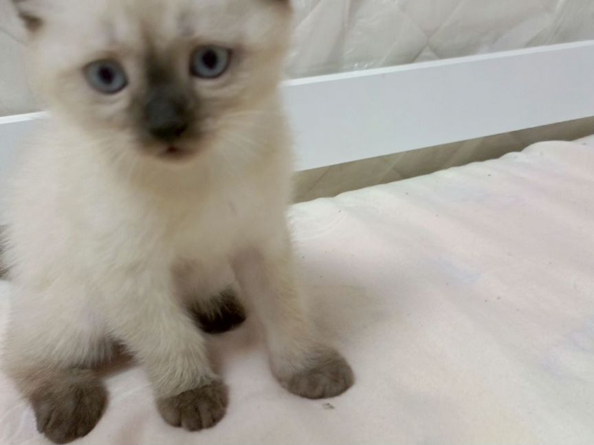 Тайские котята
