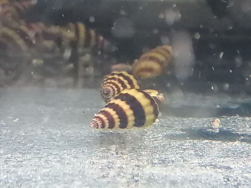 Улитка хилена