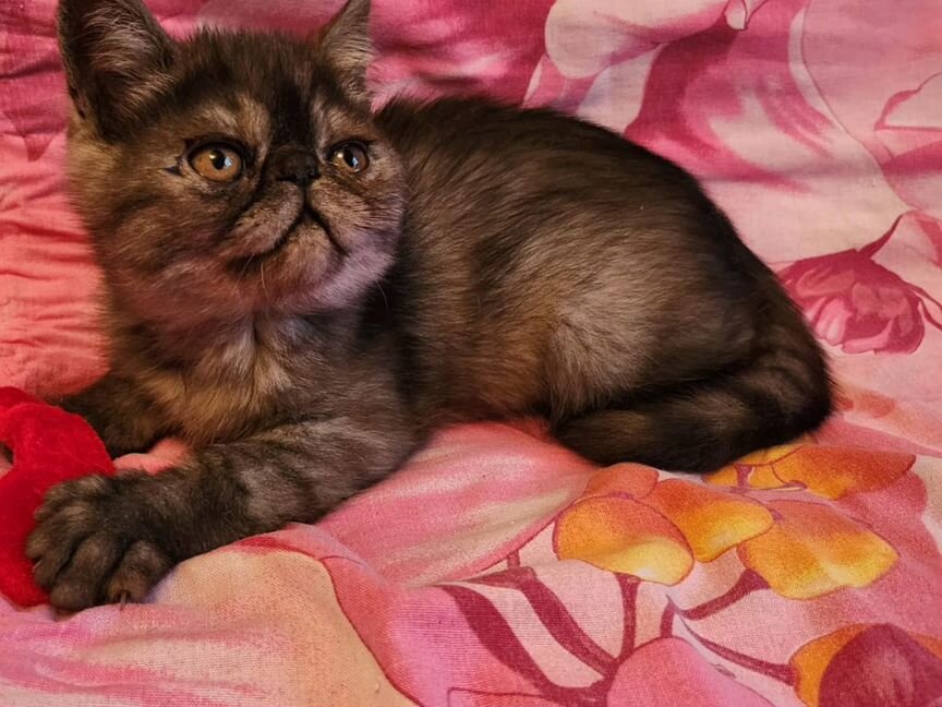 Экзотические плюшевые котята