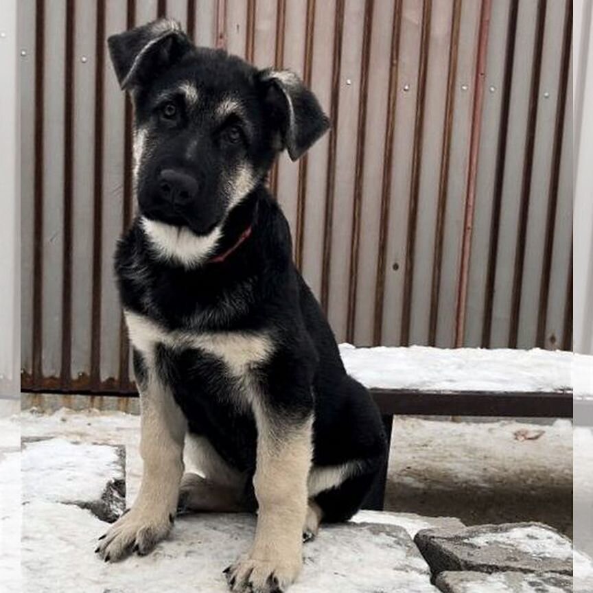 Кобель вео 3 месяца