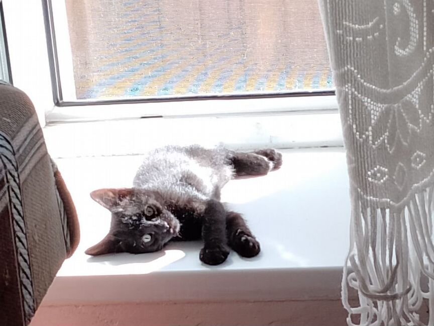 Котята мейн-кун метис