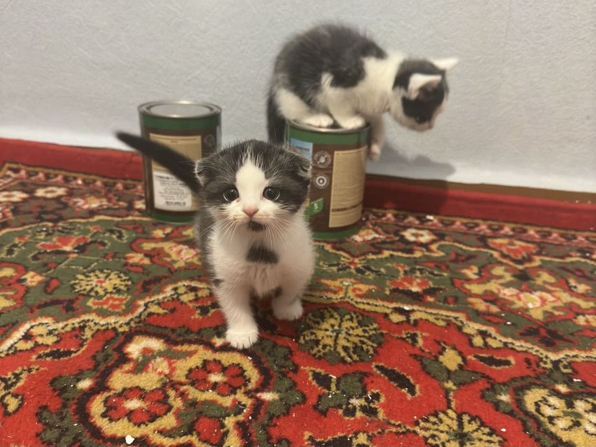 Котята в добрые руки бесплатно